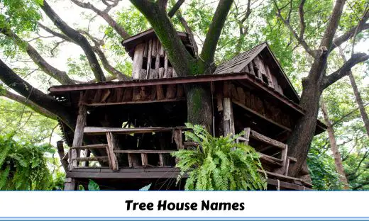 450+ Tree House Names (Best & Creative Ideas)