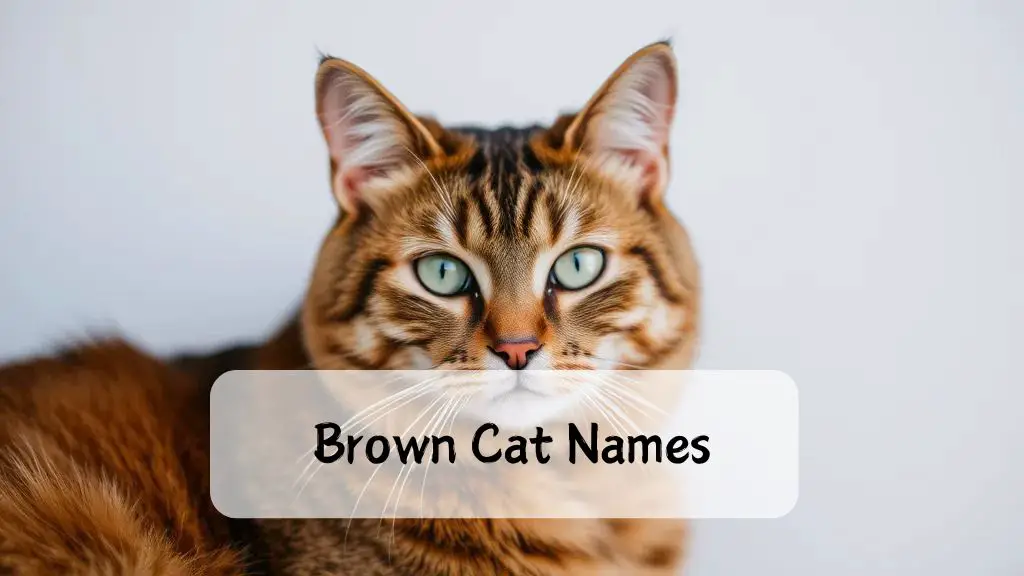 600+ Brown Cat Names (Unique, Cute & Creative Ideas You'll Love)