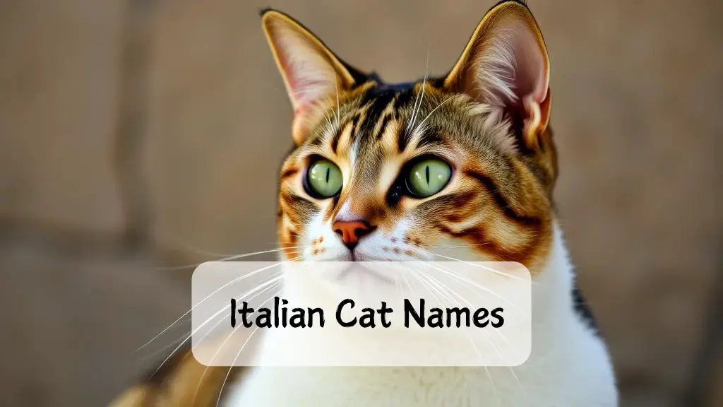 400+ Italian Cat Names That'll Make Your Kitty Feel Like Royalty