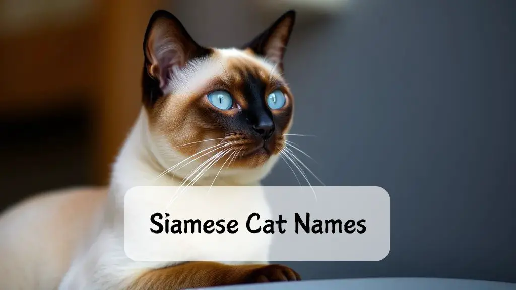 550+ Siamese Cat Names That Match Their Unique Personality