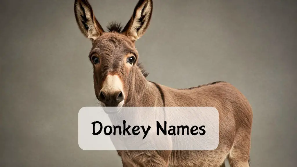 500+ Donkey Names (Classic, Unique, and Funny Ideas)