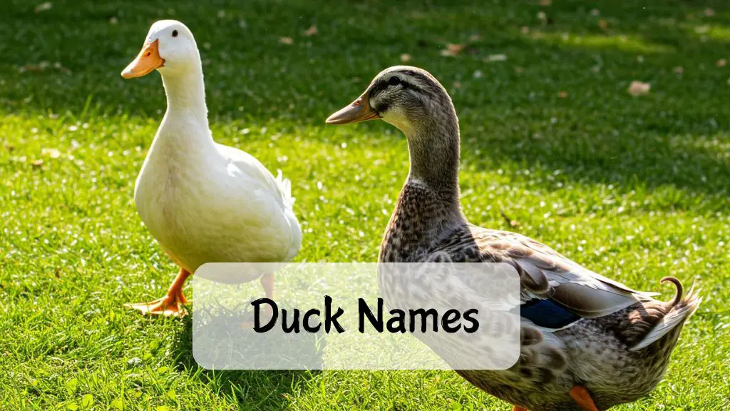 600+ Duck Names (Cute, Funny, and Unique Ideas)
