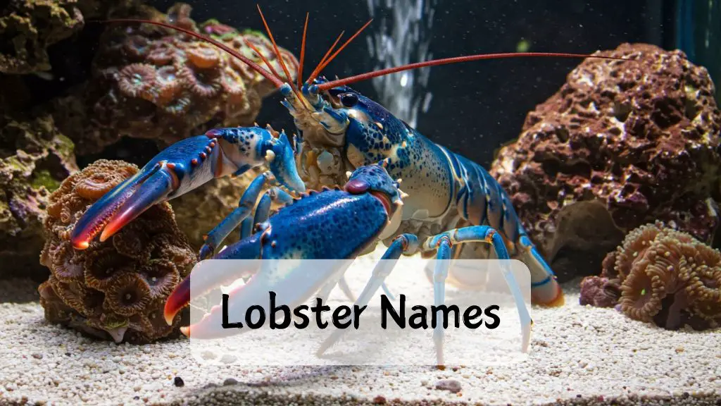 600+ Lobster Names (From Cute to Cool Options)