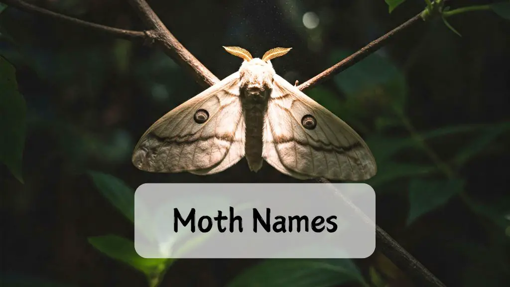 800+ Moth Names (Beautiful, Exotic, and Unusual Ideas)