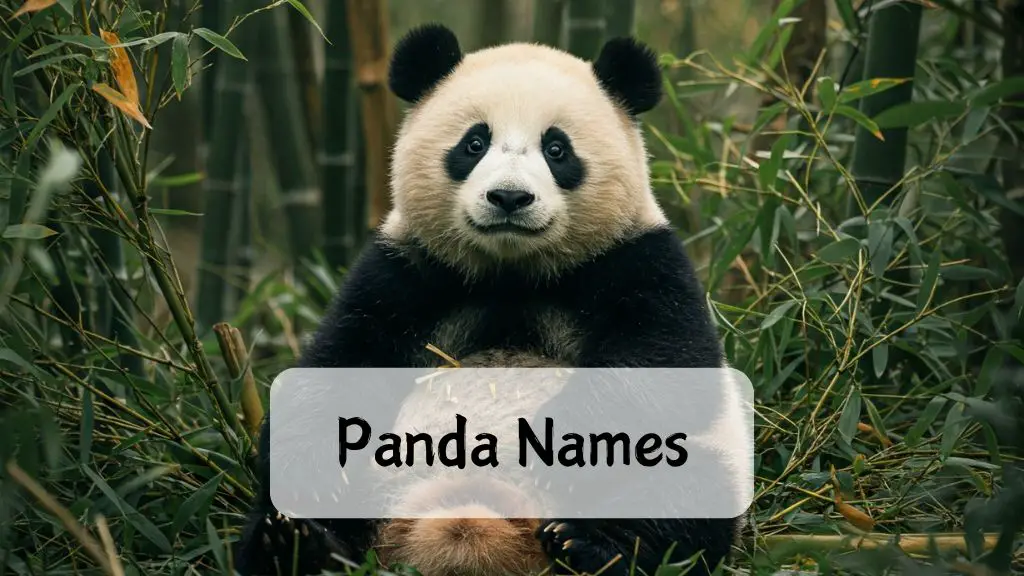 900+ Panda Names (Cute, Funny & Creative Ideas)