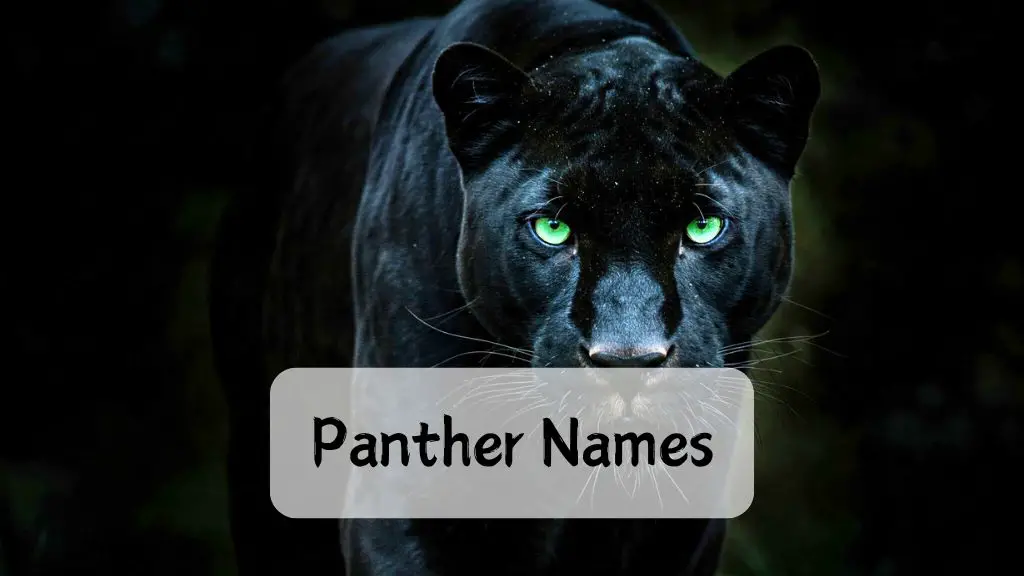 750+ Panther Names (Powerful, Cute, and Mythical Options)