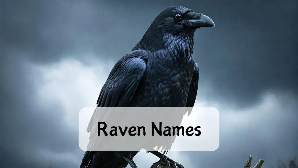 600+ Raven Names (Mythical, Cute, and Badass Options)