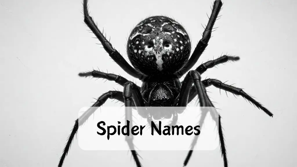 900+ Spider Names (Creative, Cute & Creepy Ideas)