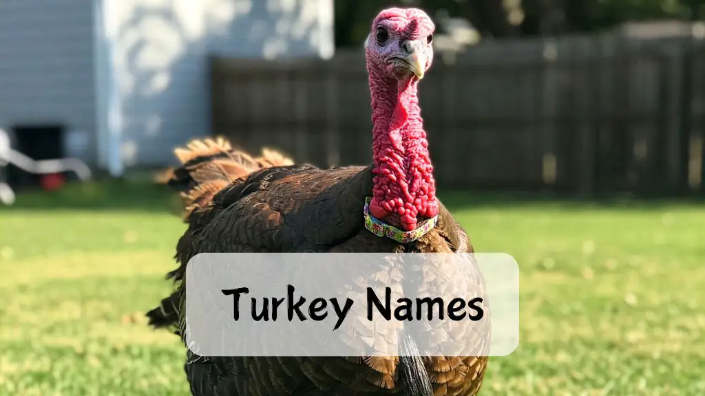 650+ Turkey Names (Adorable, Funny & Creative Ideas)