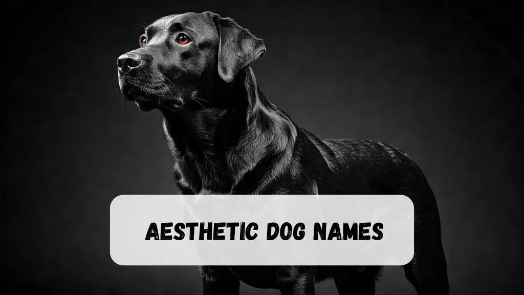 400+ Aesthetic Dog Names Inspired by Nature, Art, and Culture