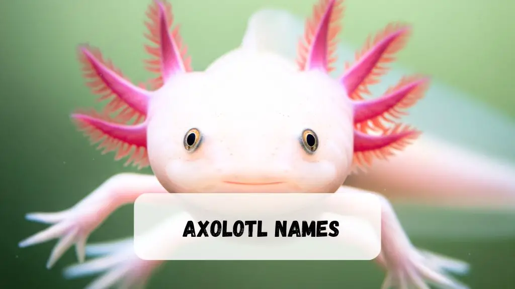 600+ Axolotl Names (Cute, Funny, and Cool Ideas)