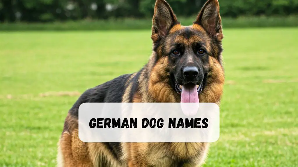 600+ German Dog Names That Will Make Your Pup Stand Out