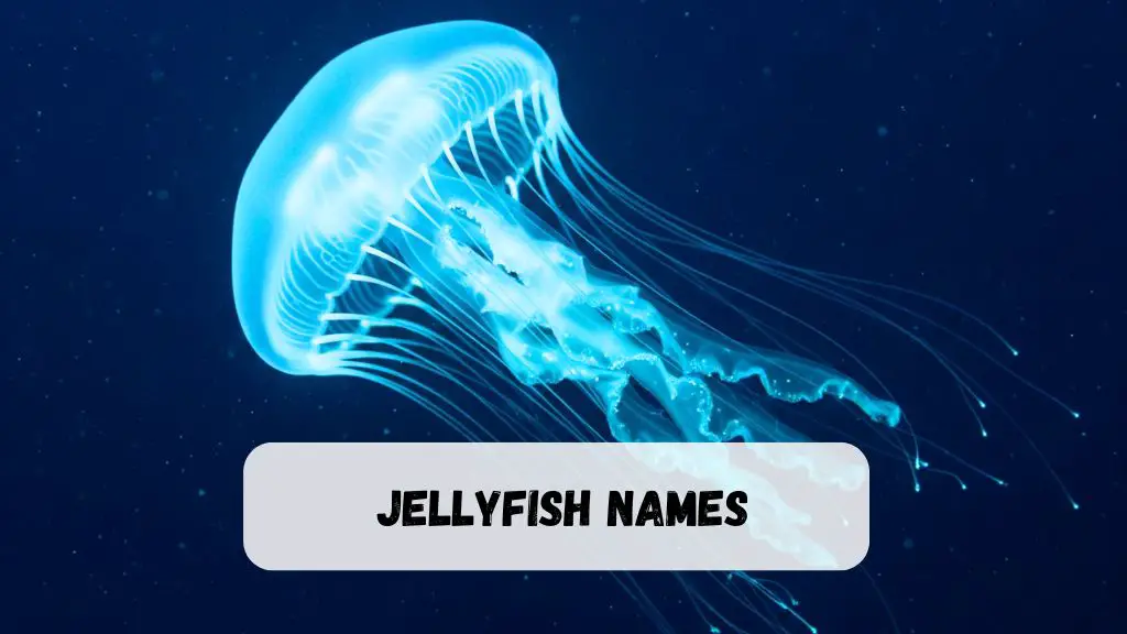 600+ Jellyfish Names (Creative, Cute, and Scientific Ideas)