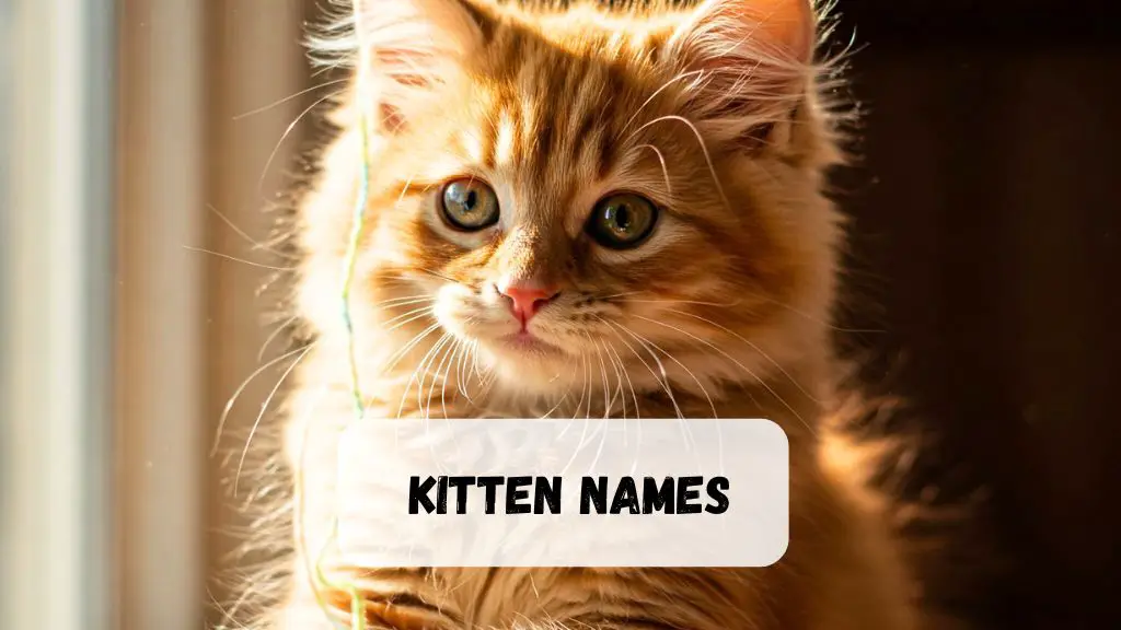 600+ Kitten Names for Every Cat Personality, Color, and Breed