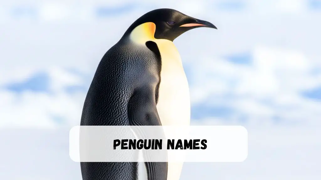 650+ Penguin Names (Cute, Cool & Funny Ideas)