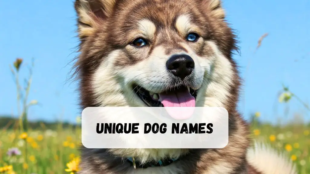650+ Unique Dog Names to Make Your Pup Stand Out