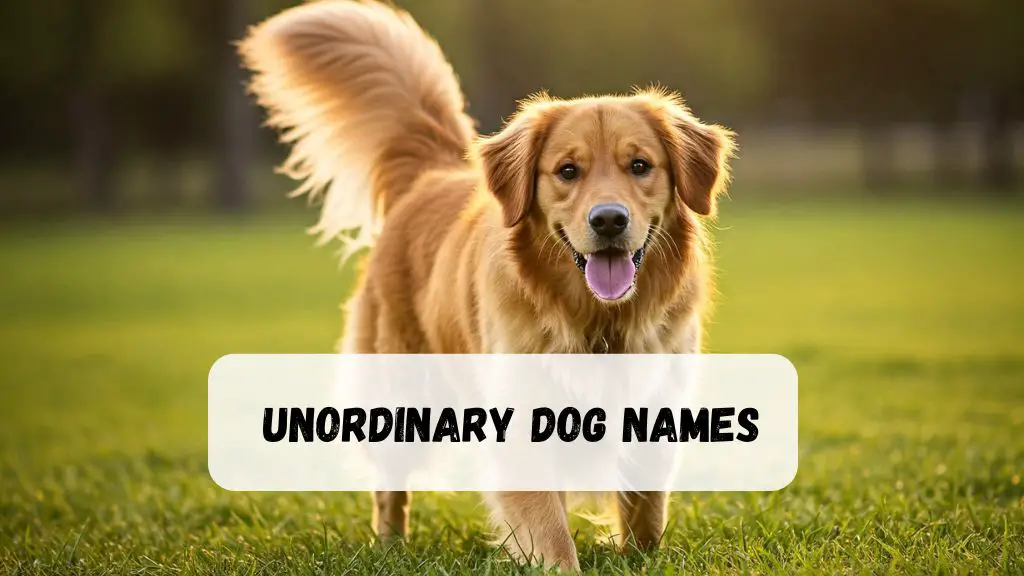 300+ Unordinary Dog Names to Make Your Pup Stand Out