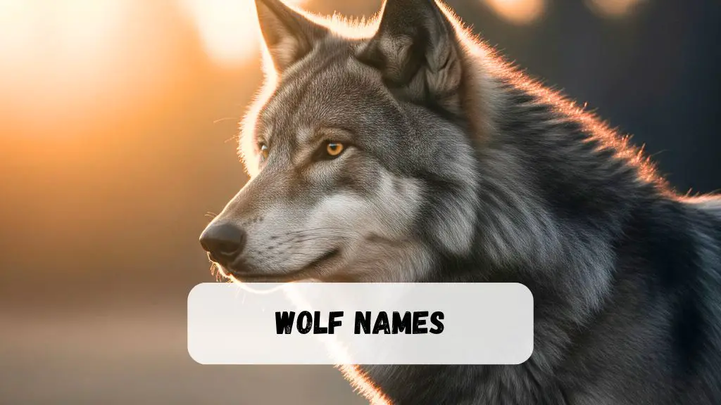 600+ Wolf Names (Powerful, Mystical, and Meaningful Names)