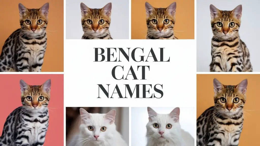 300+ Bengal Cat Names That Match Their Extraordinary Personality
