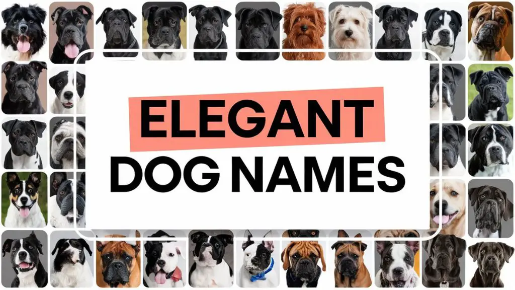 300+ Elegant Dog Names That Will Make Your Pup Stand Out