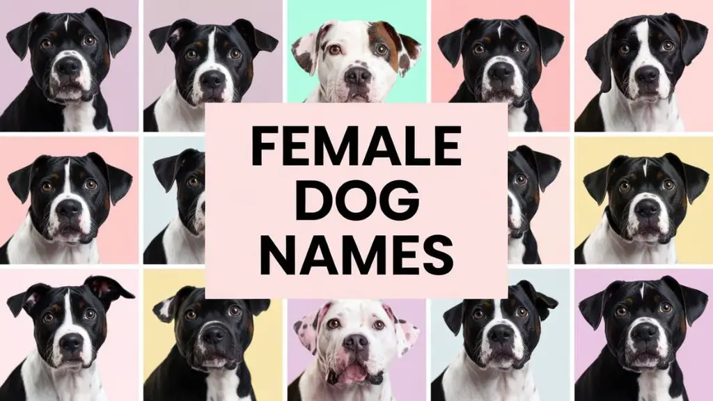 300+ Female Dog Names That Will Make Your Girl Pup Stand Out