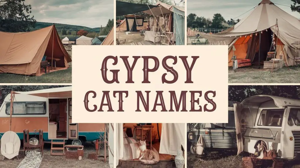 200+ Gypsy Cat Names (Mystical, Bohemian Feline Names with Wanderlust ...