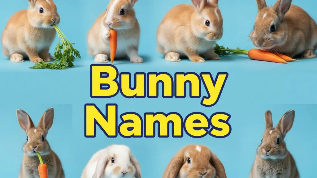 300+ Bunny Names (Cute, Funny, and Classic Ideas for Your Pet Rabbit)