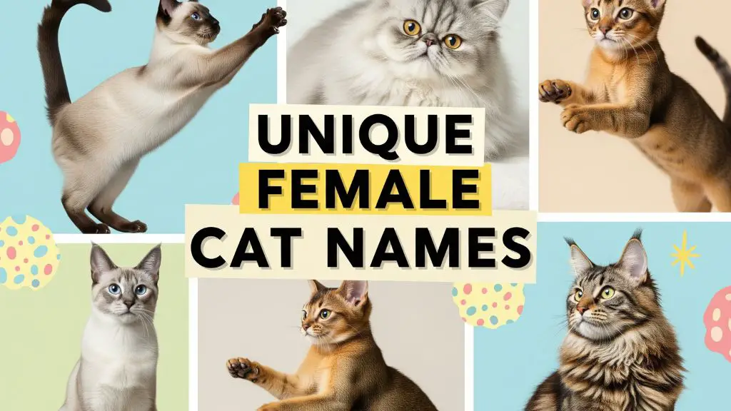 300+ Unique Female Cat Names (Beautiful Options from Classic to ...