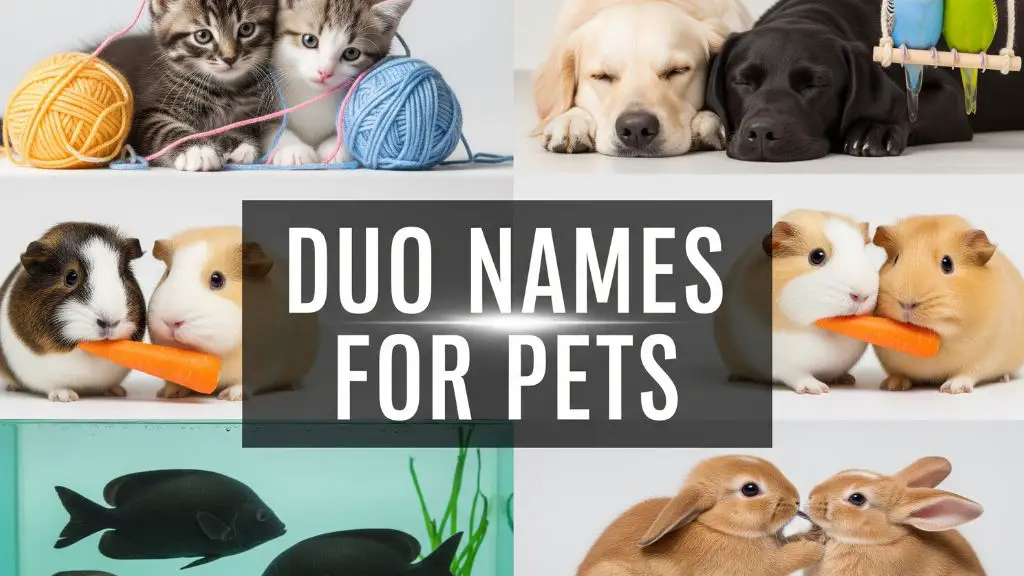 300+ Duo Names for Pets (from Classic to Modern Combinations)