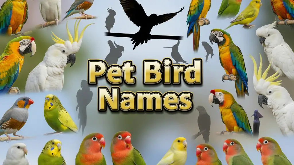 300+ Pet Bird Names (to Name Your Feathered Friend)