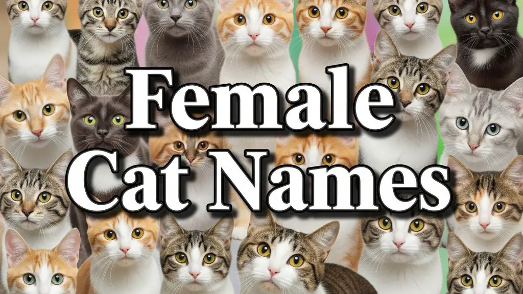 300+ Female Cat Names (Cute, Elegant & Unique Options)