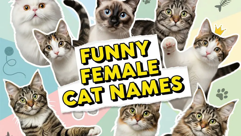 300+ Funny Female Cat Names (Punny, Creative & Adorable Ideas)